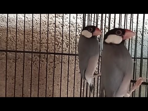 Gray java Spearow split fown pair #birds #javasparrow #viralvideo - YouTube
