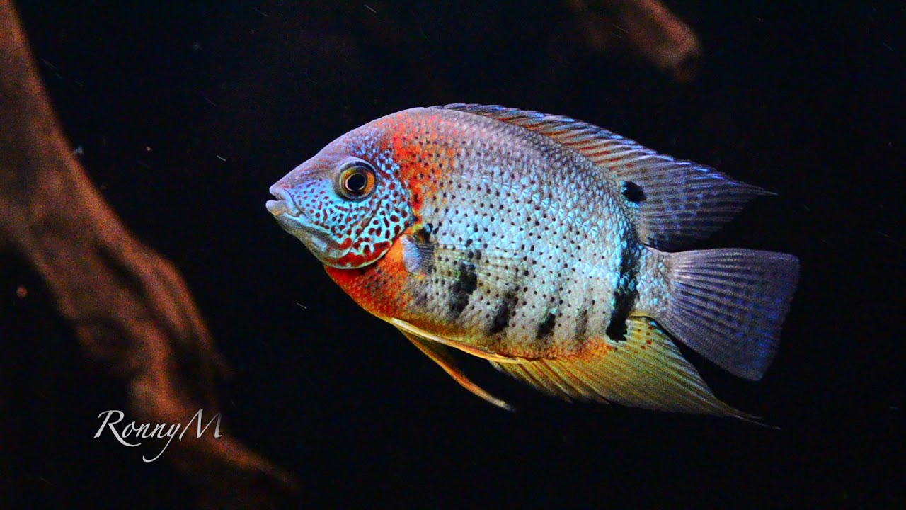 Yellow Alenquer discus and Heros sp. Rotkeil. - YouTube