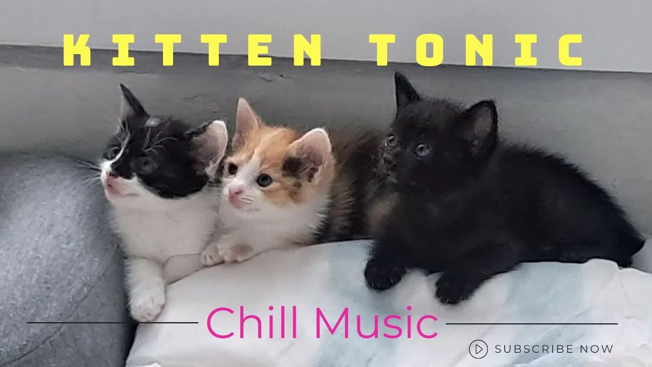 Chill Cats and Chill Music For Study, Relaxation, Work and Stress ...