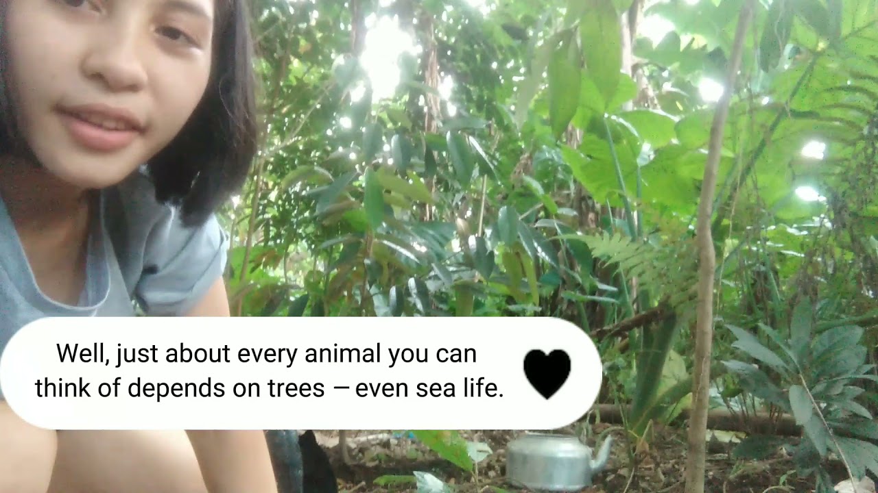 Task: Tree Planting/Kaimito Tree - YouTube