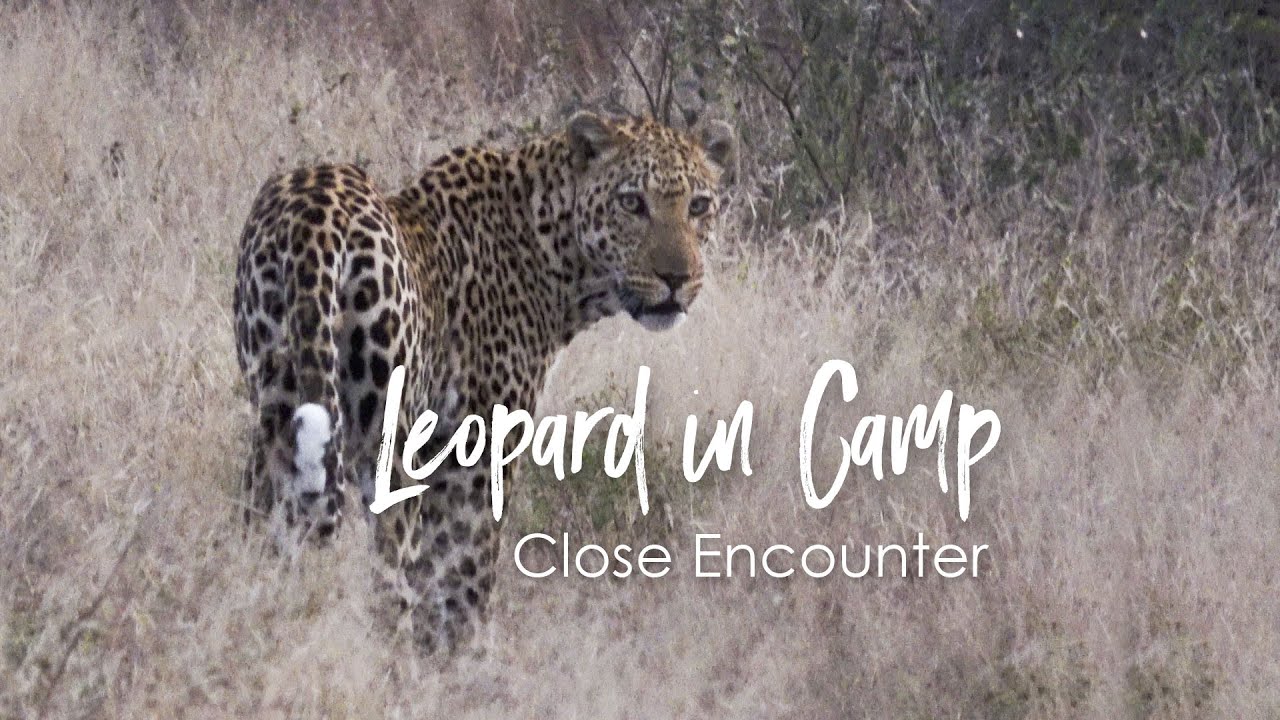 Close Encounter with Leopard in Camp in South Africa - YouTube