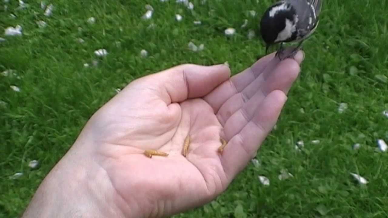 Sortmejse og Musvit - Coal Tit and Great Tit - YouTube