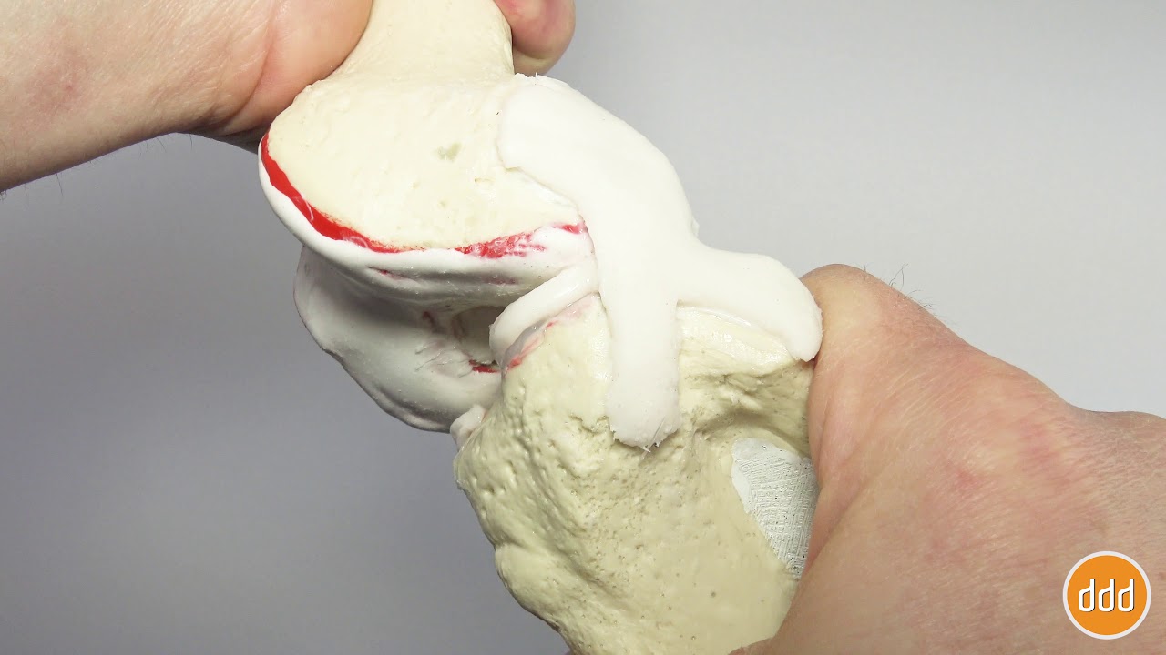 Dynamic Knee Model - Modeling Anatomy - YouTube