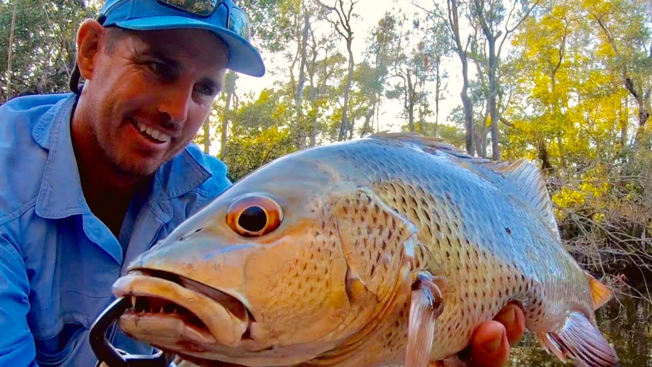 BIG MANGROVE JACKS IN A TINY CREEK - YouTube