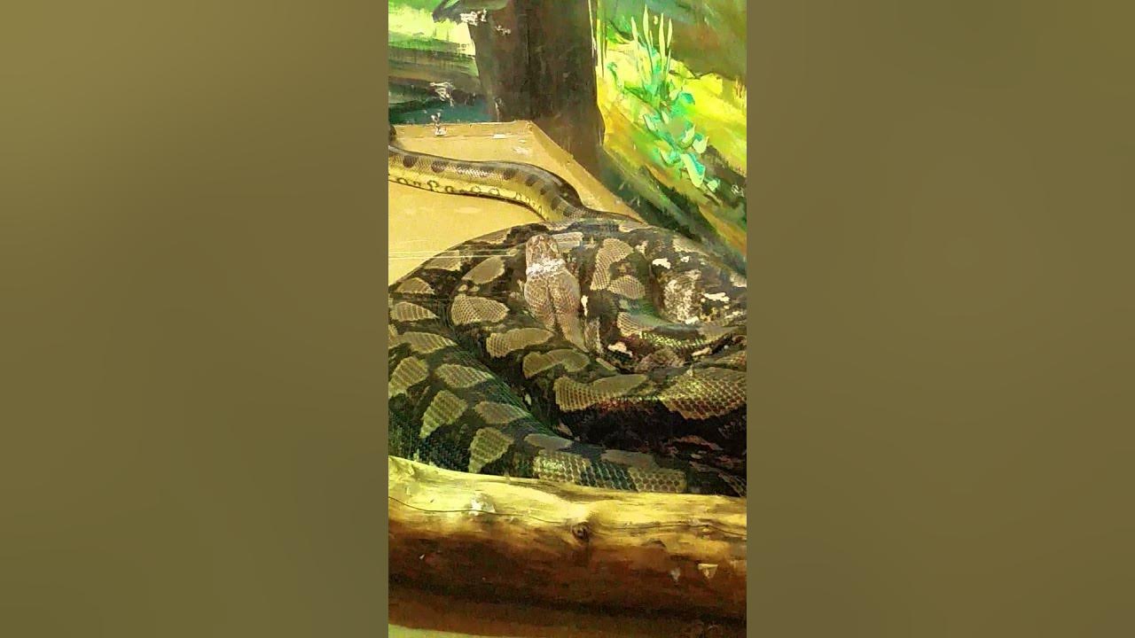Green Anaconda vs Reticulated Python - YouTube