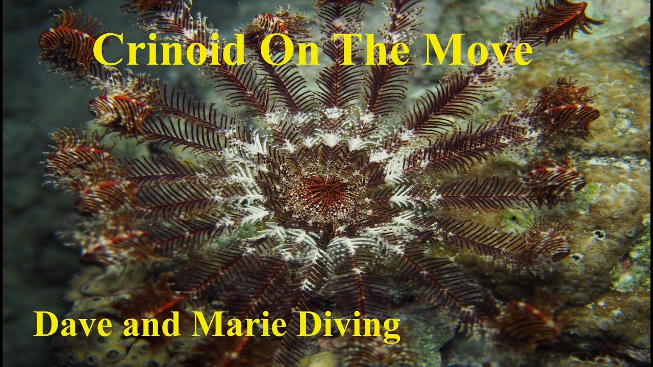 Crinoid Walking on the reef - YouTube