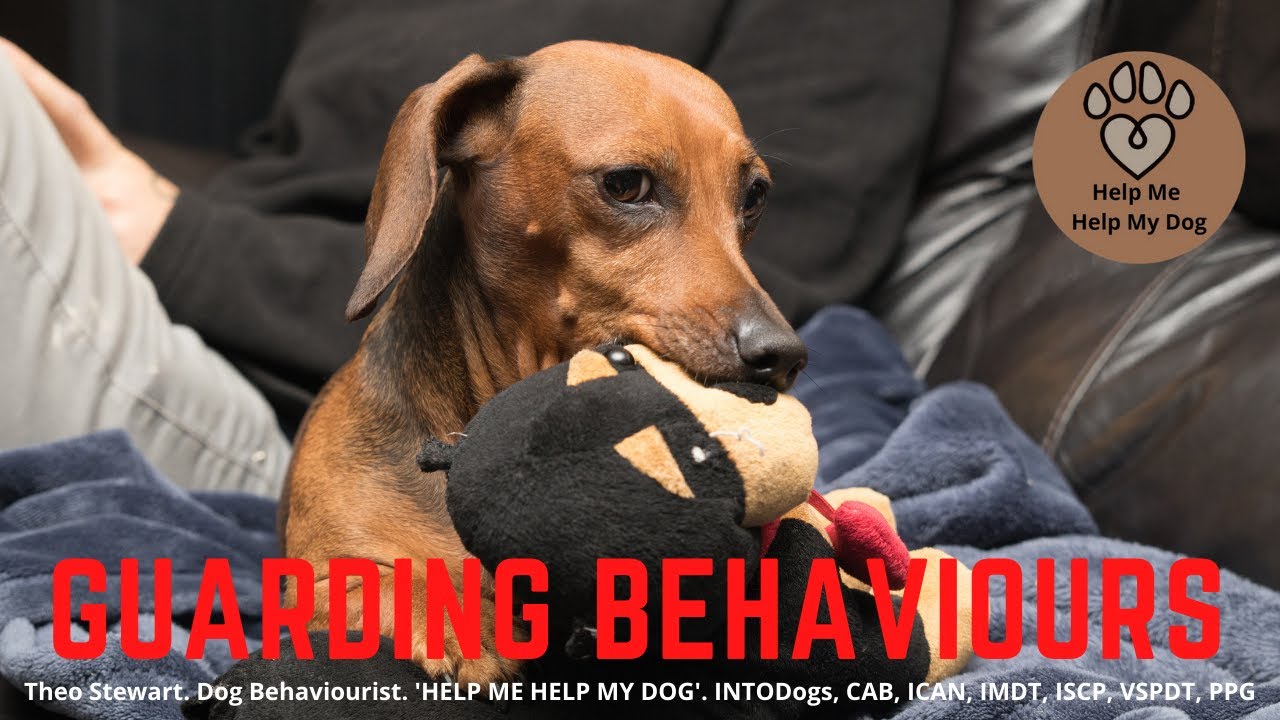 GUARDING BEHAVIOURS - YouTube