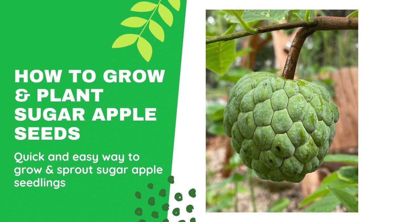 How To Grow Sugar Apple (Sweetsop) From Seed - YouTube