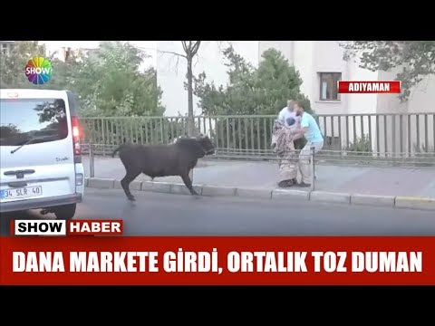 Dana markete girdi, ortalık toz duman