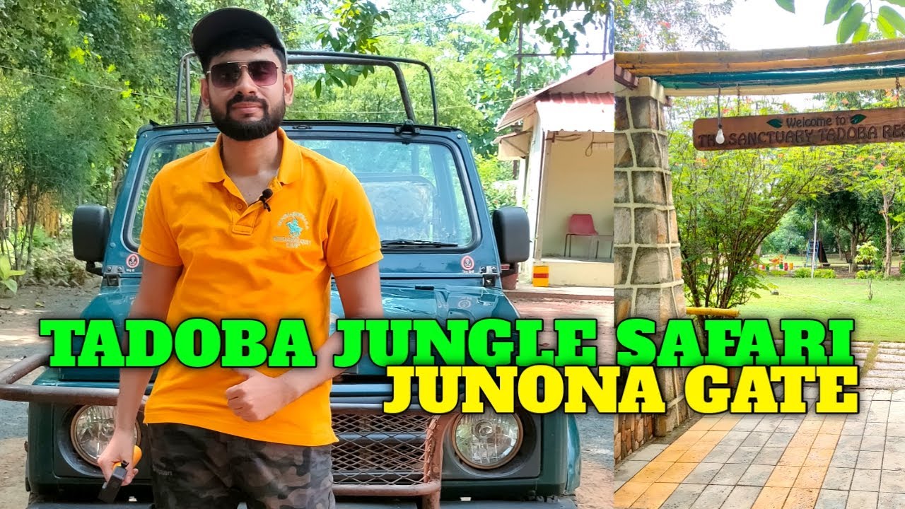 TADOBA NATIONAL PARK JUNGLE SAFARI | JUNONA GATE BUFFER ZONE MID DAY ...