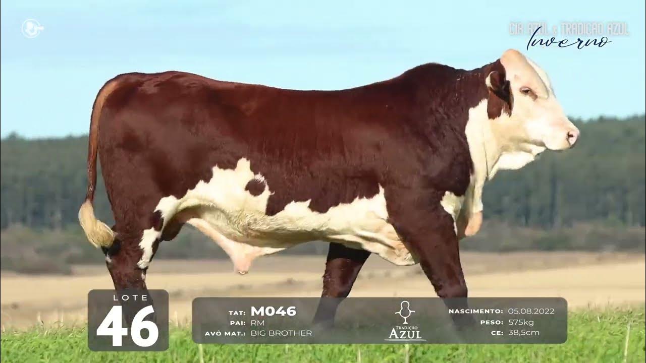 LOTE 46 TAT M046 Braford - YouTube