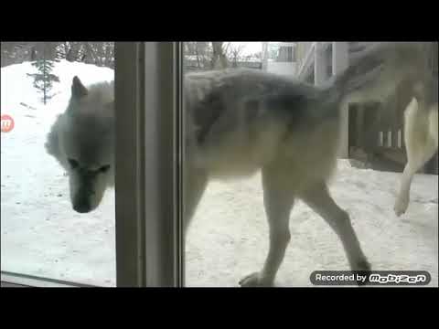 Female wolf peeing (part 2) - YouTube