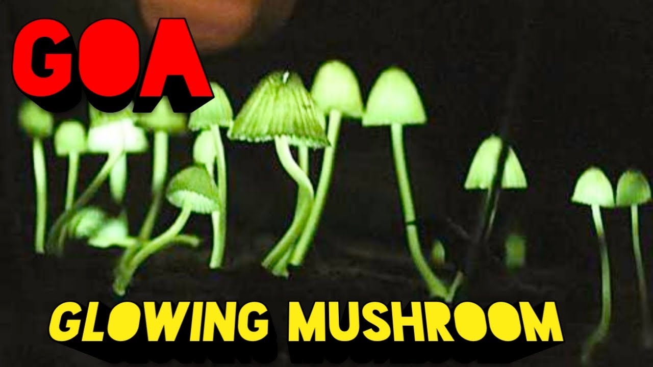 GLOWING FOREST NEAR GOA | Bio-luminescent Mushrooms Goa | Mahaveer ...