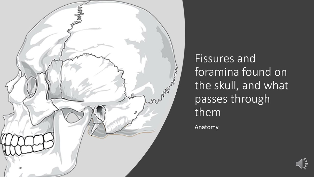 Anatomy of the Skull; Fissures and foramina found on the skull - YouTube