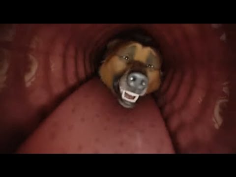 Furry grizzly bear eat dog German Shepherd internal after vore scenes digestion burping Generation 1