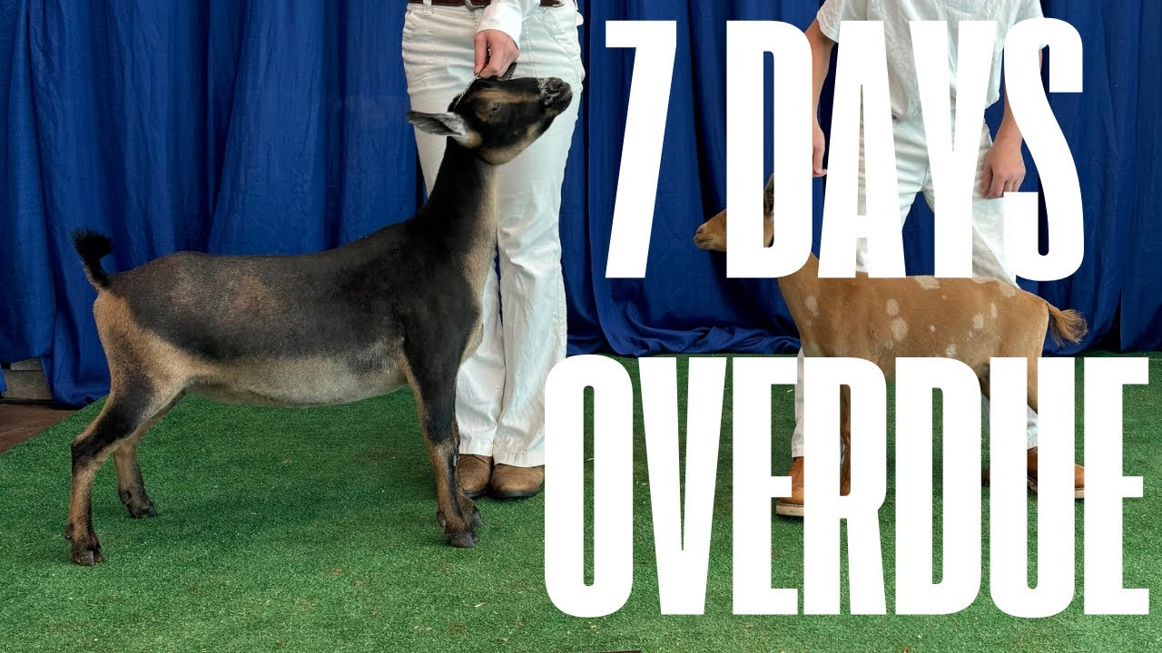 Nigerian dwarf first freshening doe 7 days overdue gives birth to twins ...