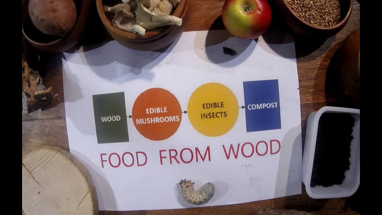 Food from Wood - English 23 minutes - YouTube