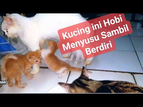 Kucing Hobi Menyusui Anak Sambil Berdiri