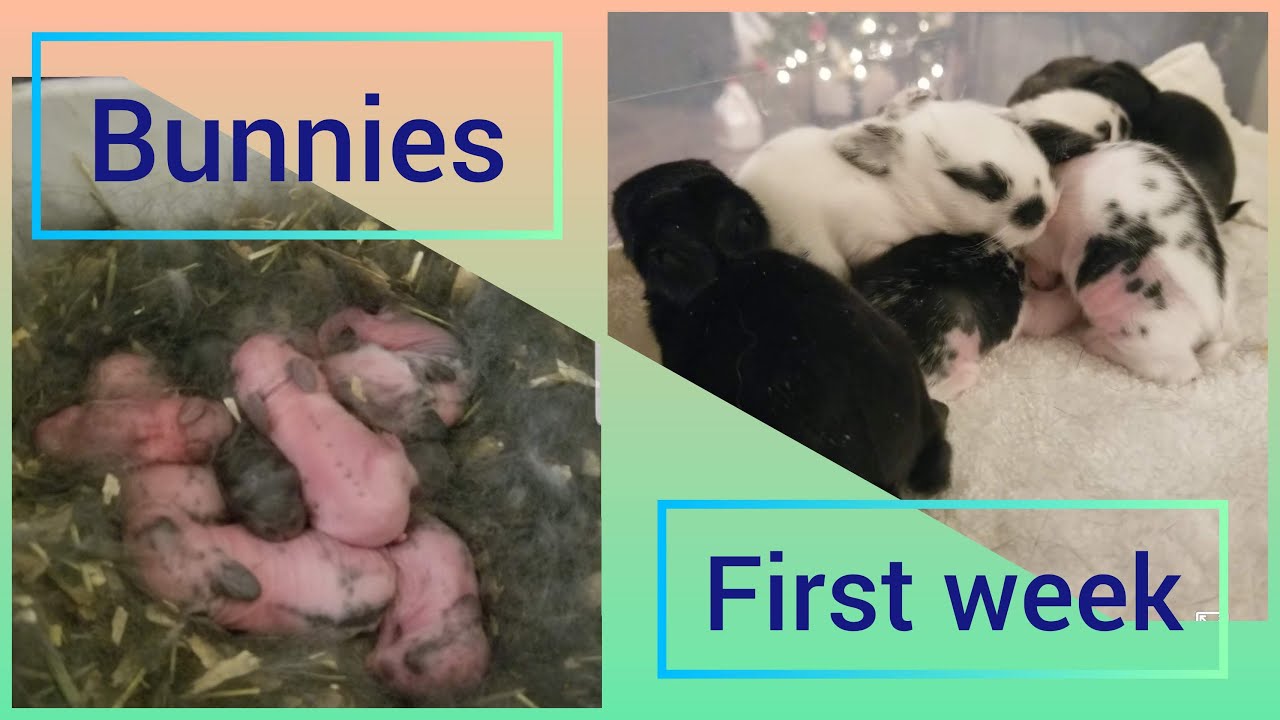 Rabbit Newborn First Week of life | Physical development | Baby Elias ...