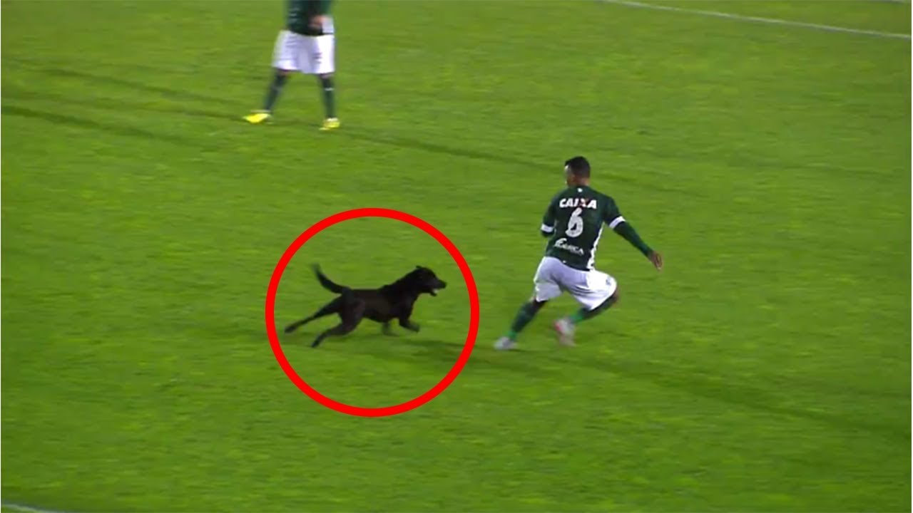 Los MOMENTOS más GRACIOSOS del Fútbol | PERROS en la Cancha - YouTube