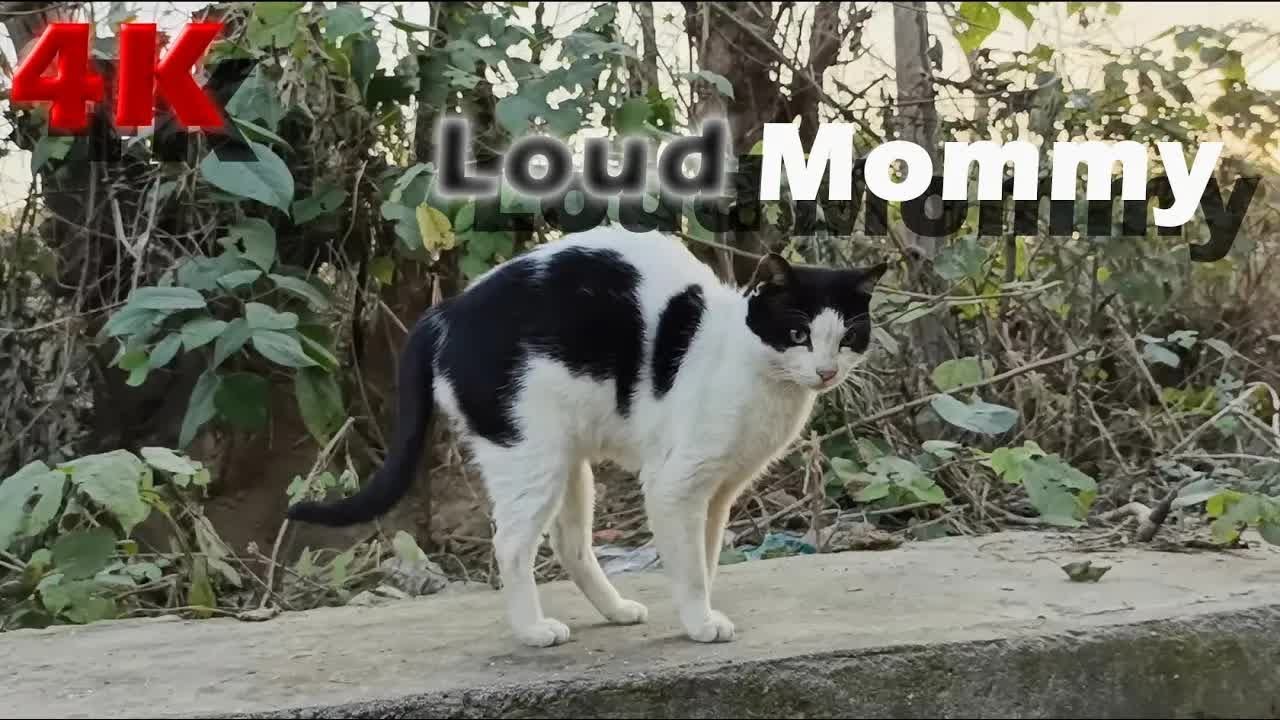 4K Video - Cute, Funny and Wild Cats Meal Video 26 Nov 2021 - Street ...