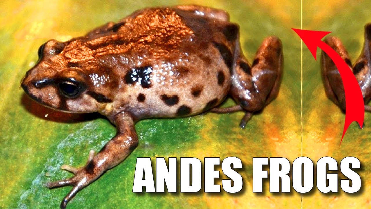 Andes Frog Facts: Frogs WITHOUT Tadpoles 🐸 Animal Fact Files - YouTube