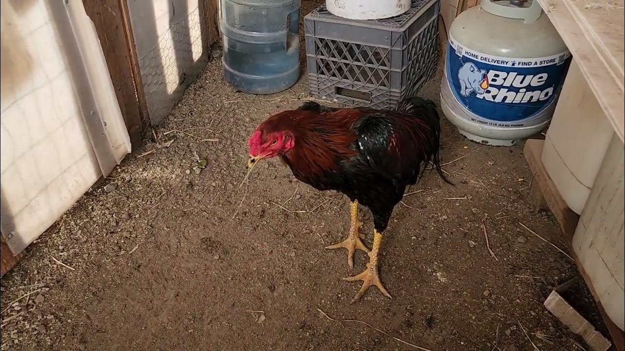 Qaib Thamada #85 (Saib Txiv Tub Qaib) - YouTube