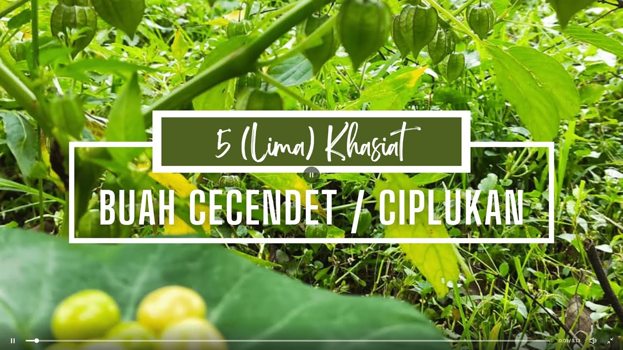 5 Khasiat Buah Cecendet Pikeun Kaséhatan Awak II Manfaat Buah Ciplukan ...