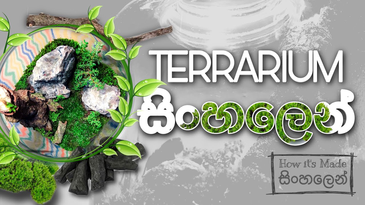 Terrarium සිංහලෙන් |Terrarium in Sinhala |Terrarium in glass Jar |How ...
