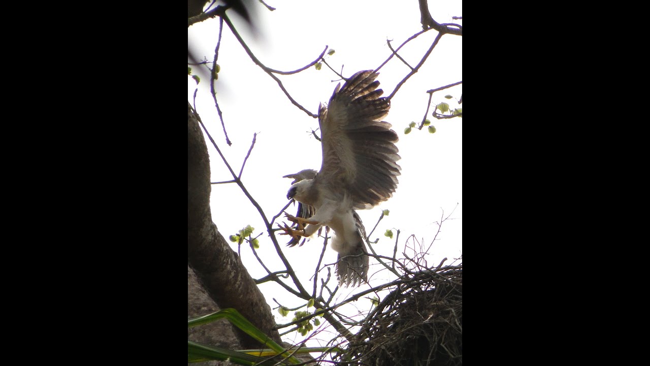 Harpy Eagle Quest in PANAMA - YouTube