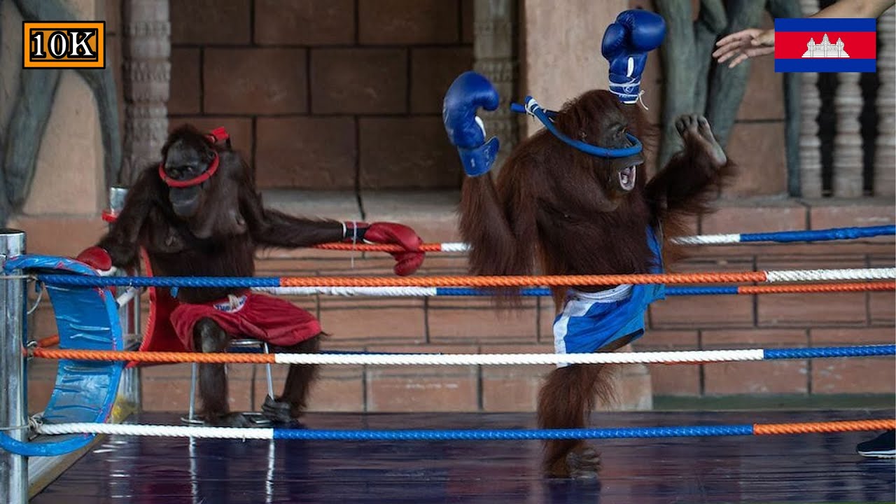 Phnom Penh Safari | Funny Monkey boxing show | ភ្នំពេញសាហ្វារី [10K ...