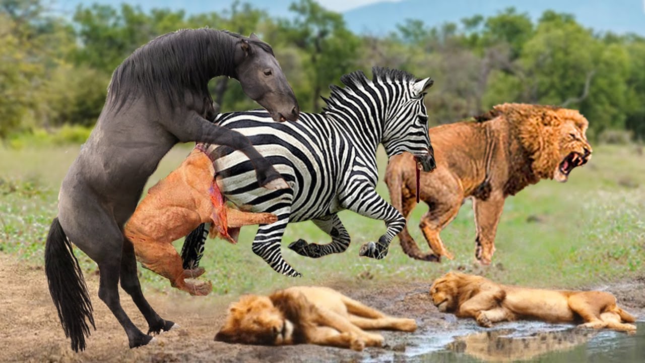 Suffocating Battle - Super Zebra Alone Defeat Lion To Survive - Wild ...