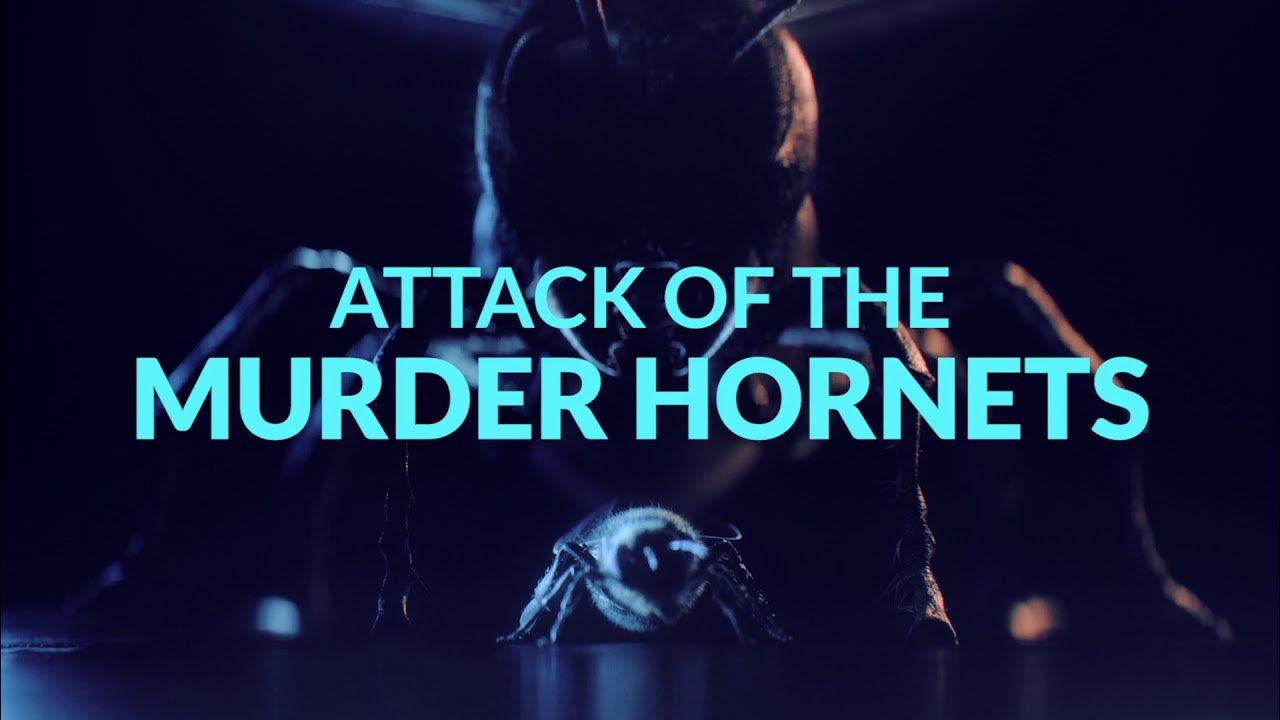 TRAILER // ATTACK OF THE MURDER HORNETS an Original Documentary Now On ...