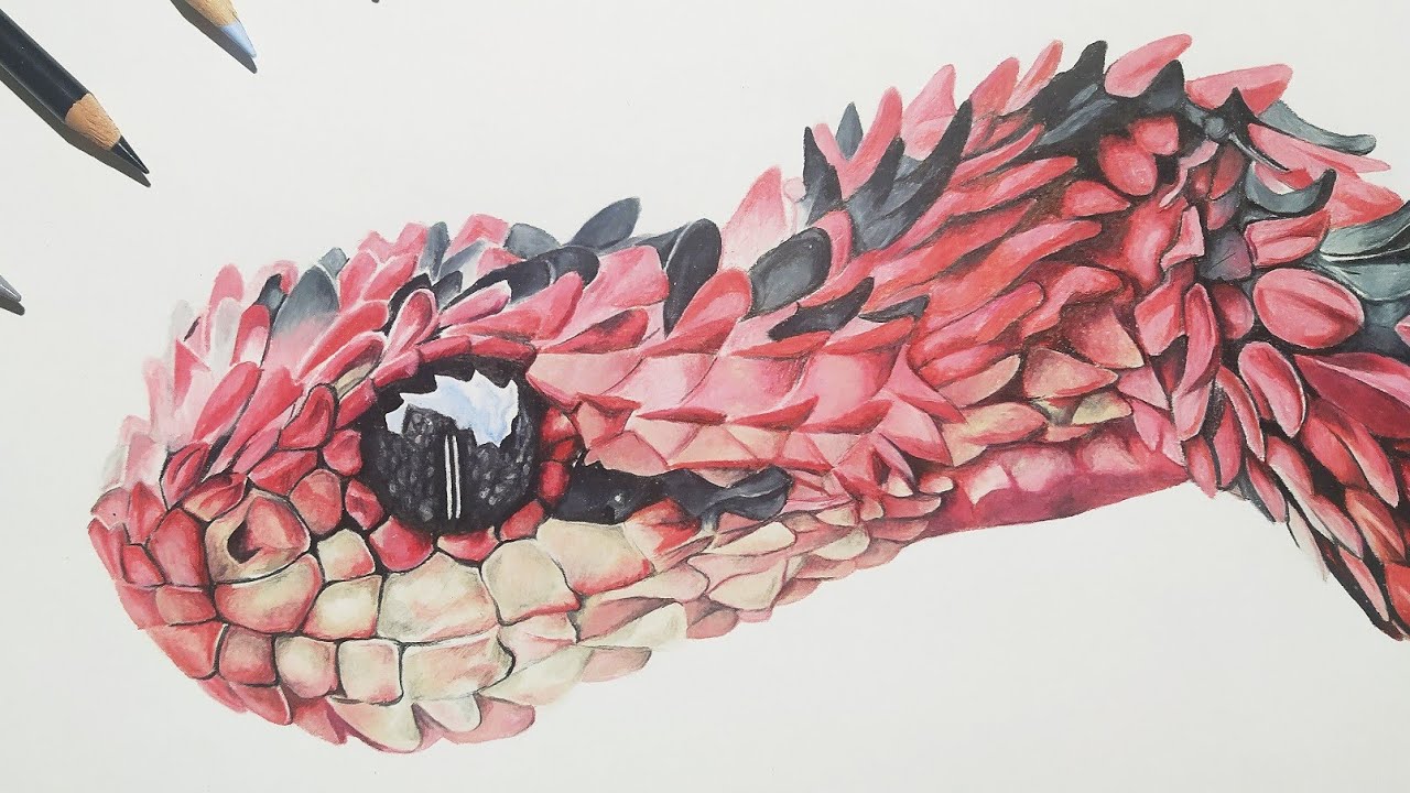 🖍️🐍Dibujo de SERPIENTE /Cámara Rápida/Speed drawing / Drawing a SNAKE ...