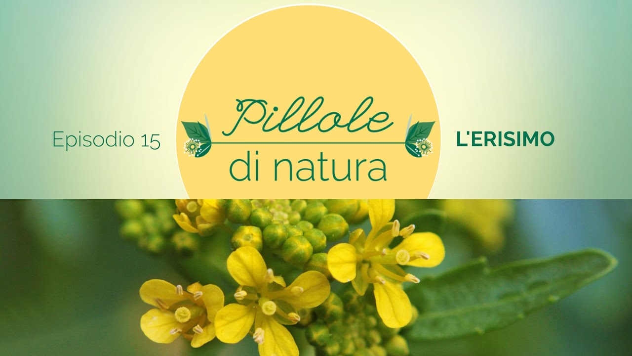 Pillole di Natura: ERISIMO - Rimedio Naturale per la voce e vie ...