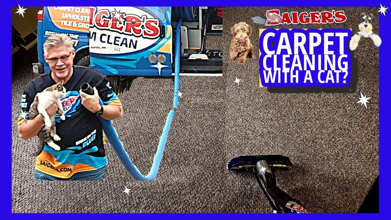 Cat-Lovers' Carpet Cleaning Solution: Clean with a Cat in Hand - YouTube