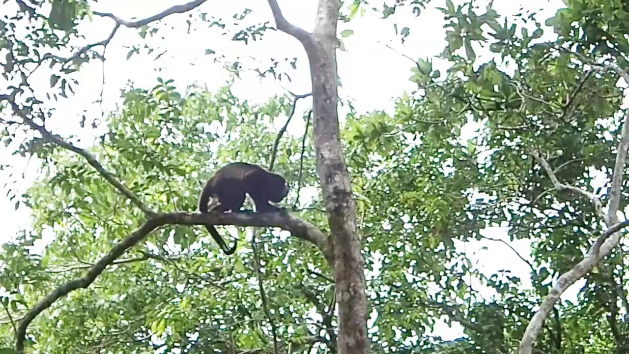 Howling Azuero Howler Monkey - YouTube