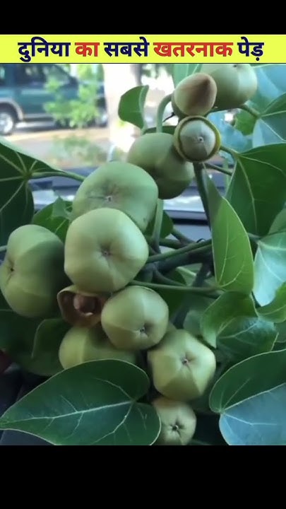 The most dangerous tree in the world - YouTube