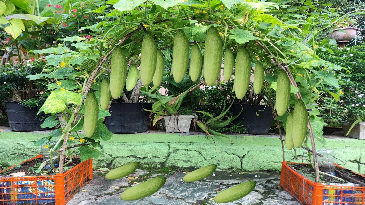 CUKUP 4 BATANG POHON TIMUN DI DEPAN RUMAH , ITU MUDAH - YouTube