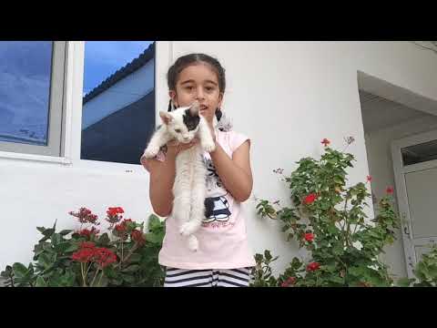 İnglis dilində Əsmanın Pişiyinə dediyi şeir  .