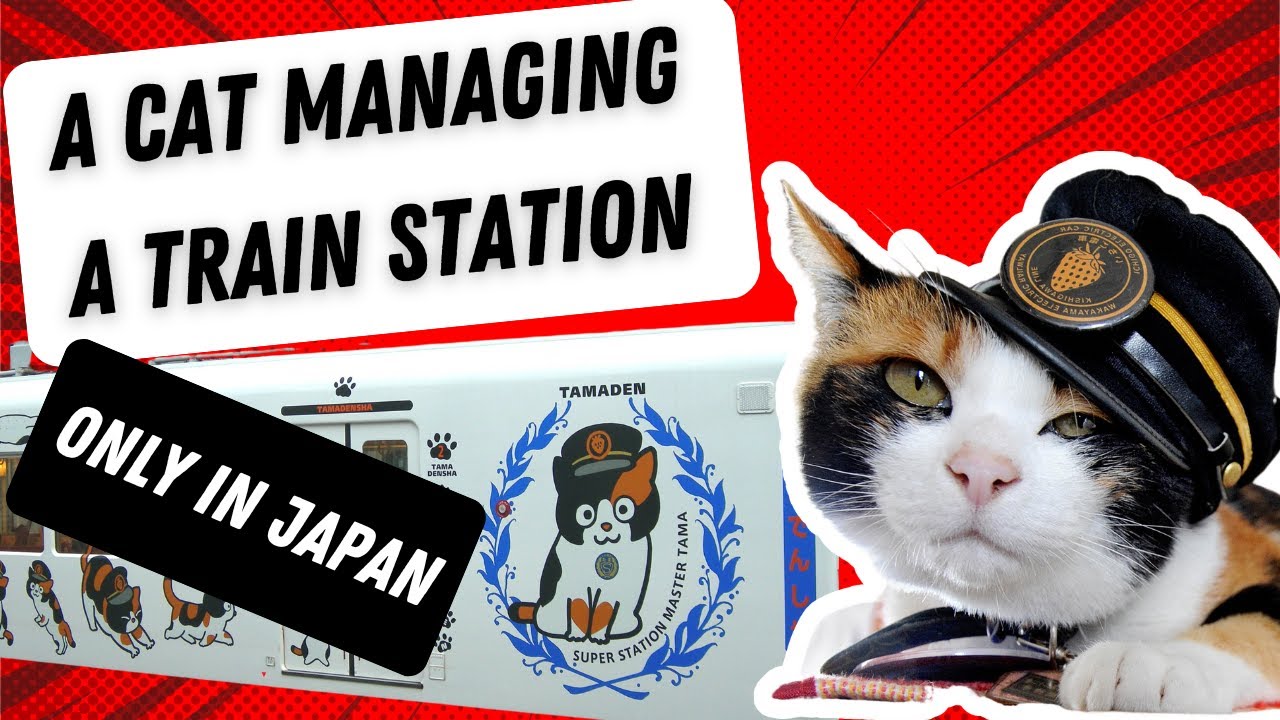 Cat manages a train station in Japan, but why? - YouTube