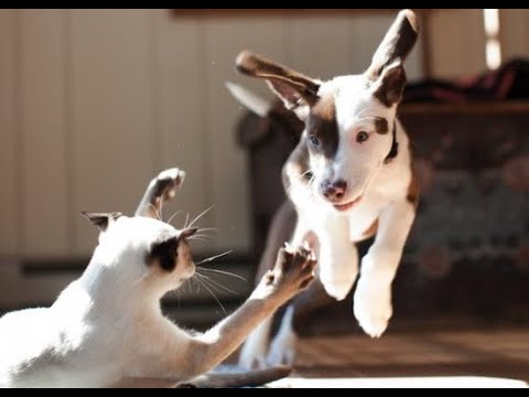 🐈 Ловушка для собак! 😺 Подборка смешных котов и котят для хорошего ...