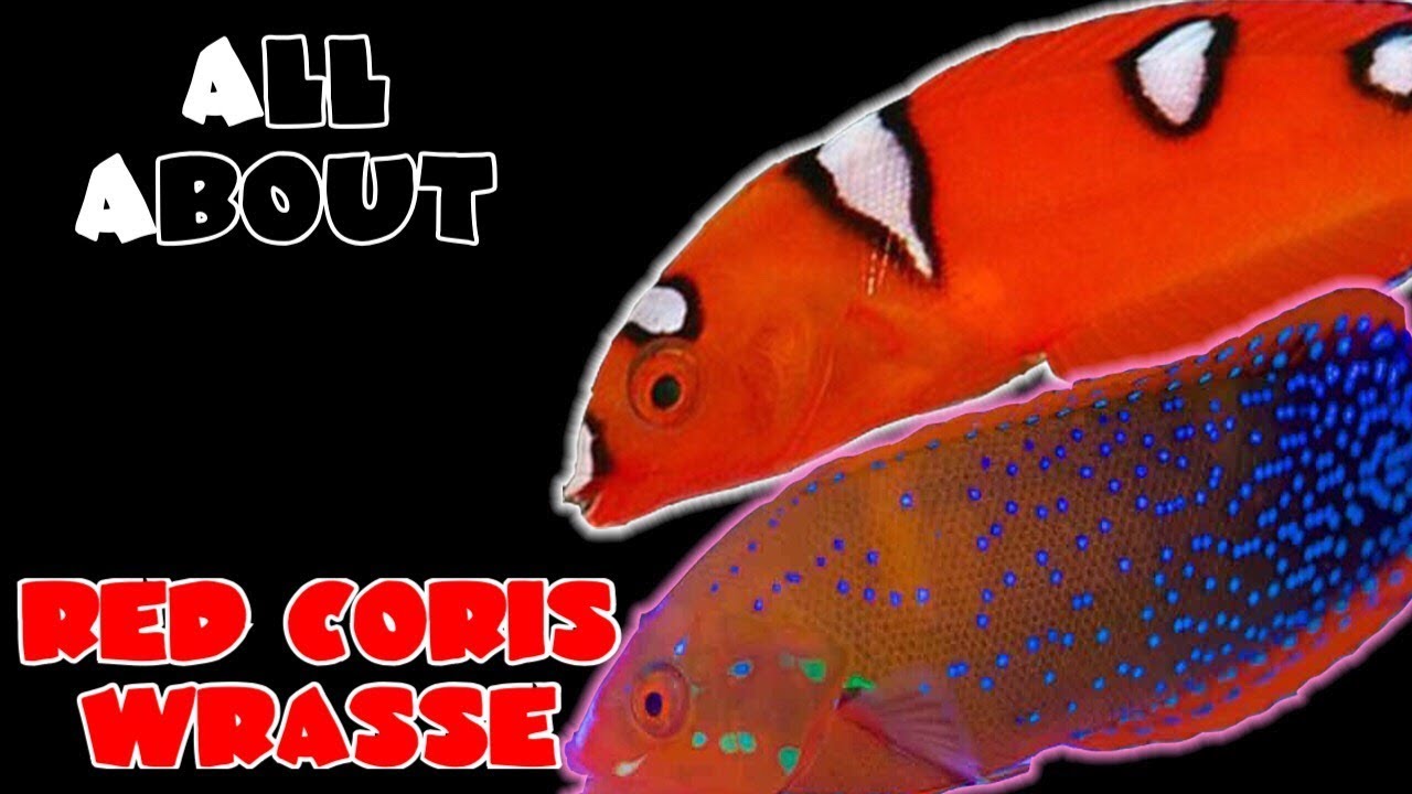 All About The Red Coris Wrasse or Clown Wrasse - YouTube