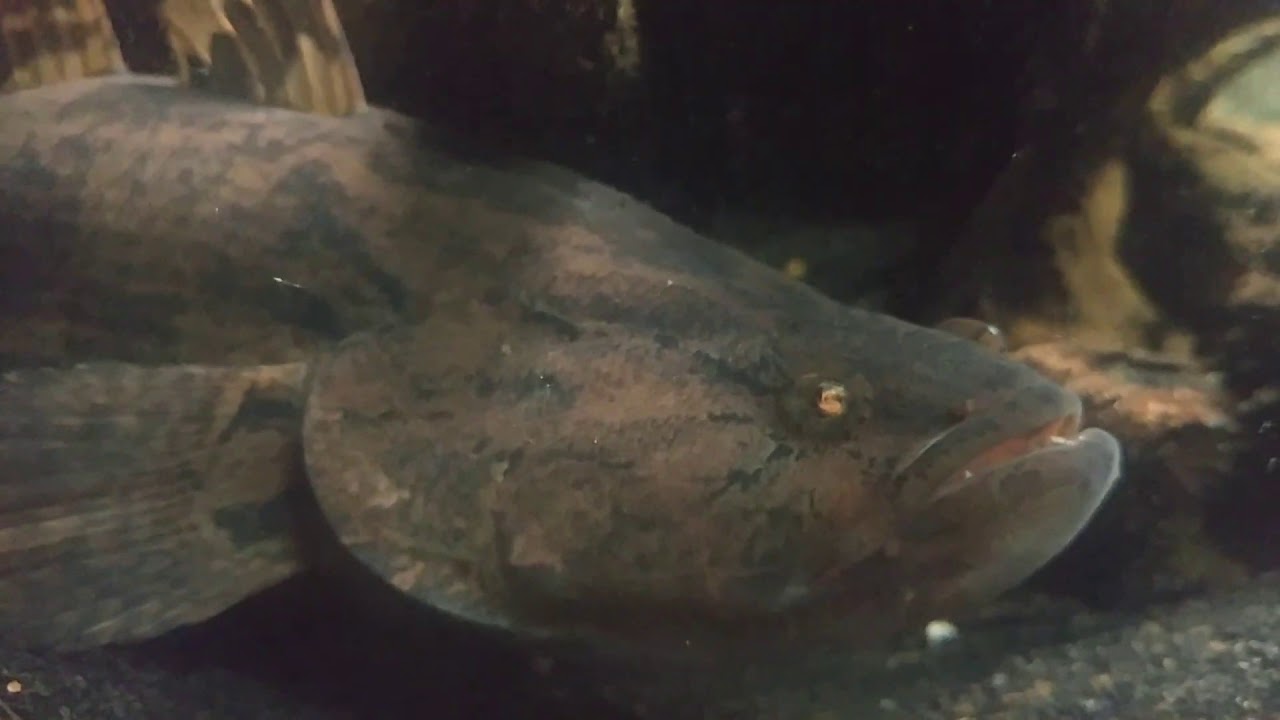Young MARBLE GOBY teeth - YouTube