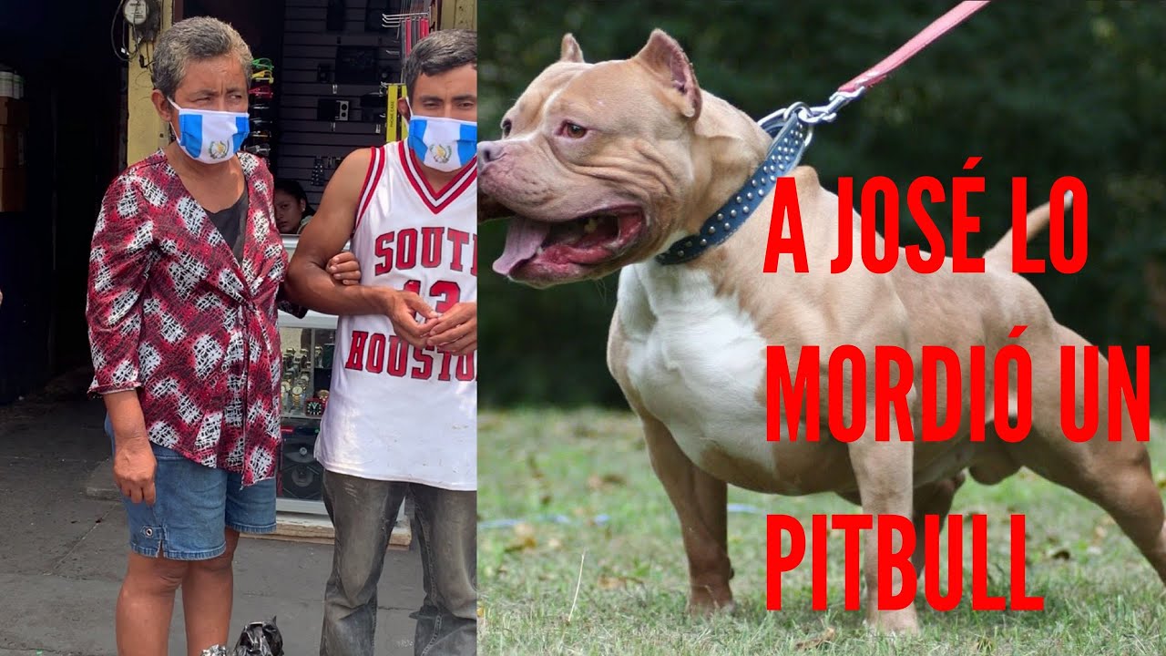 A JOSÉ LO MORDIÓ UN PITBULL - YouTube