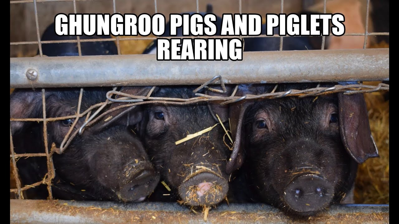 Ghungroo Pig Farming and Piglets rearing Video || Abhayapuri Homestead ...