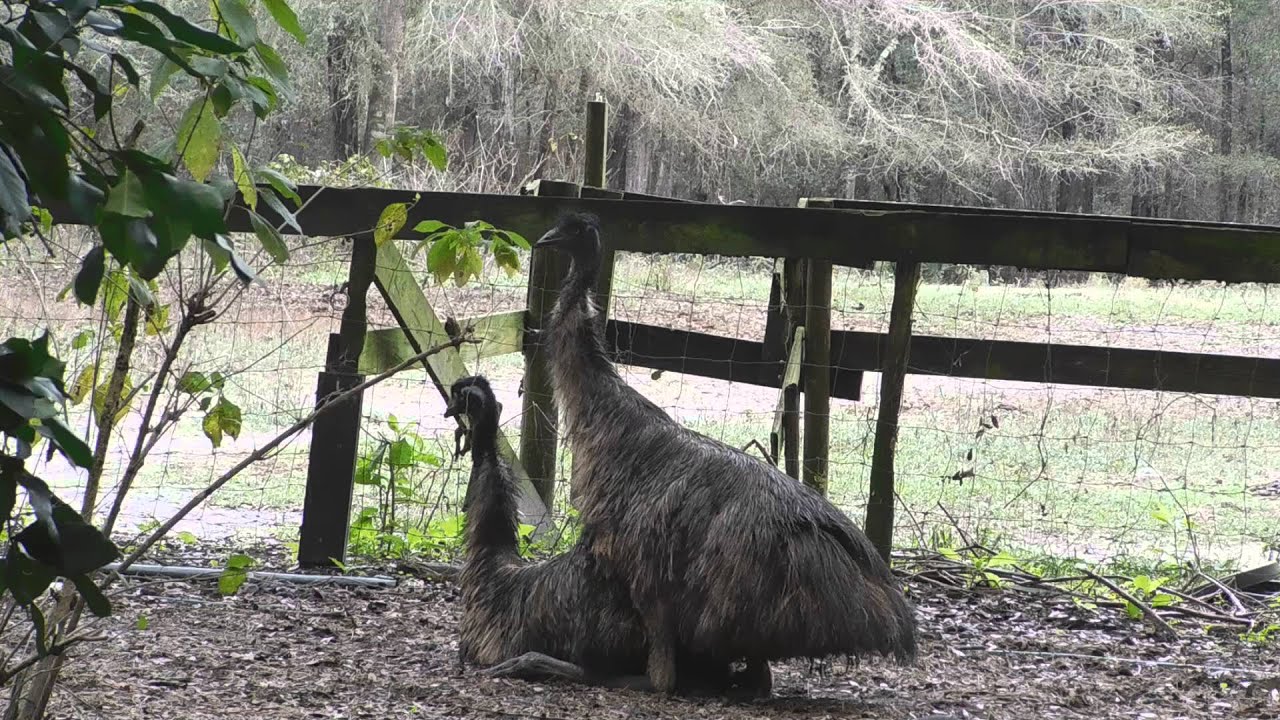 emus mating - YouTube