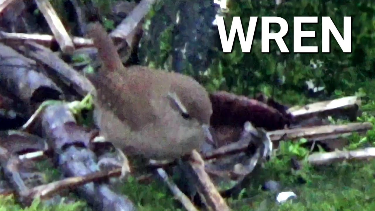Wren Eurasian Wren European Wren - YouTube