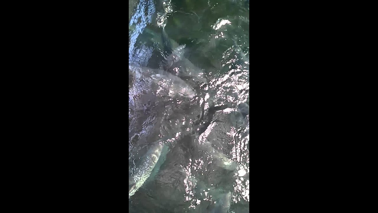 Sabalo - adult breeder bangus (milkfish) - YouTube