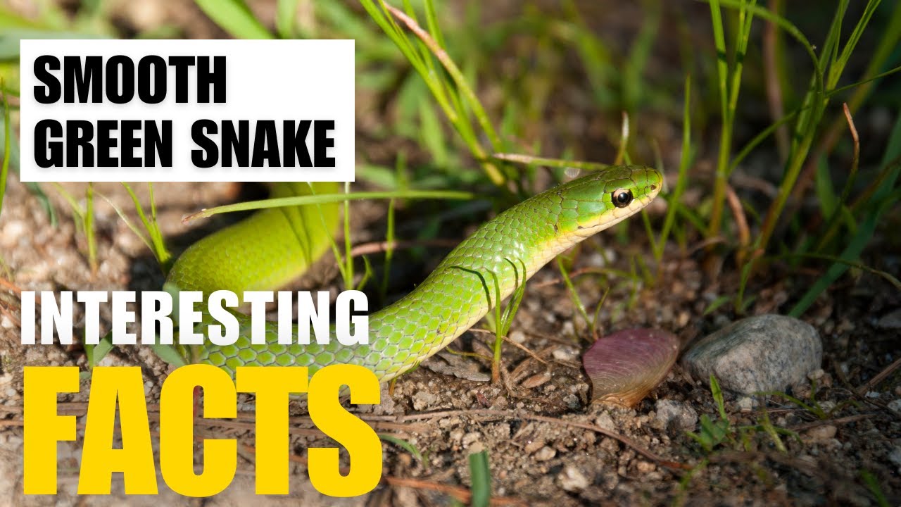 What Are the Most Interesting Facts About Smooth Green Snake ...